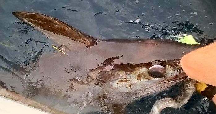 Miami Florida Swordfish Spots | Swordfish GPS Coordinates for Miami Florida