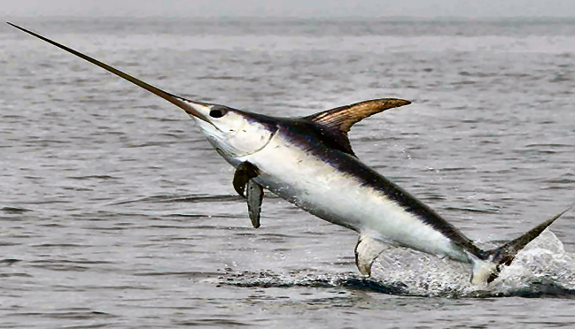 Miami Florida Swordfish Spots, GPS Coordinates for Swordfish Daytime or ...